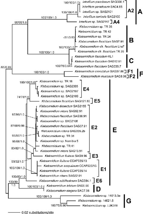 phylogram inferred from maximum likelihood analysis of the concatenated