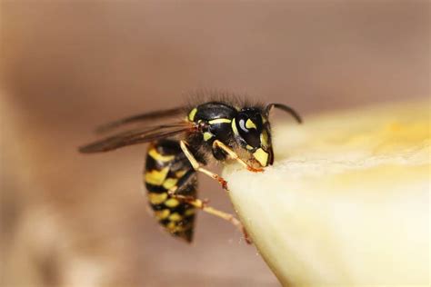 Can Wasps Sting Through Gloves The Surprising Answer Pest Control Iq