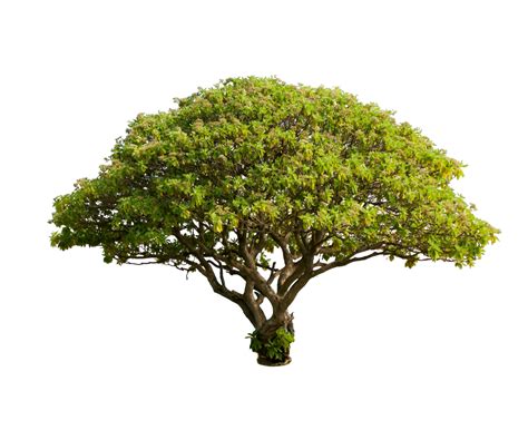 Tree Png Images Free Download Pngfre