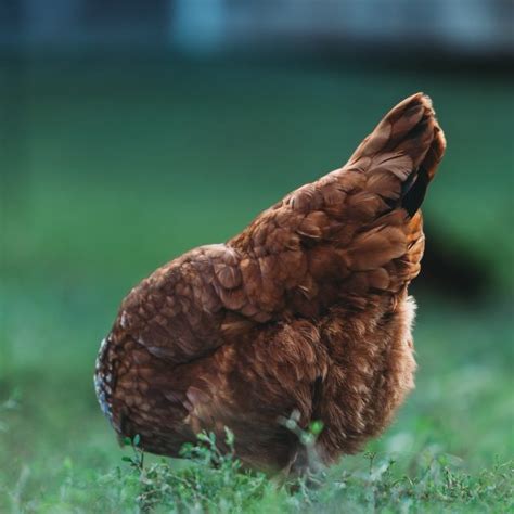 Faire Pousser De L Herbe Dans L Enclos Des Poules Poulorama Tout