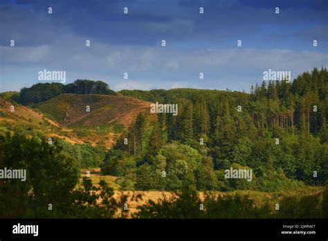The Tree Token Of A Type Tree Universal Plant In All Types And