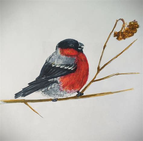 Снегирь рисунок карандашом 82 фото
