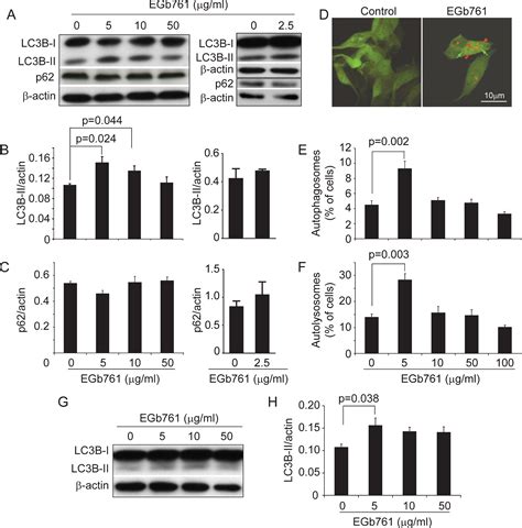 Ginkgo biloba Extract EGb 761 and Its Specific Components Elicit ...
