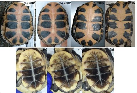 Difference Between Carapace And Plastron Understanding 48 OFF