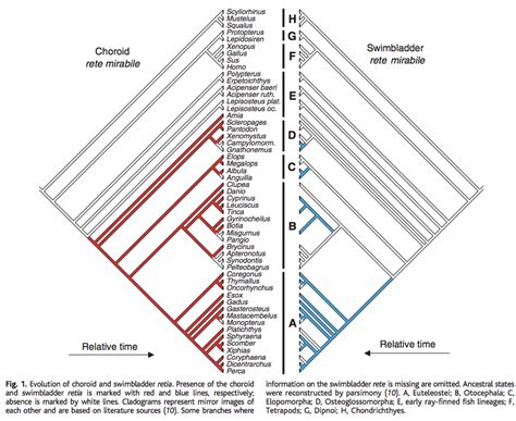 Solved Draw A Simplified Version Of The Phylogenetic Tree