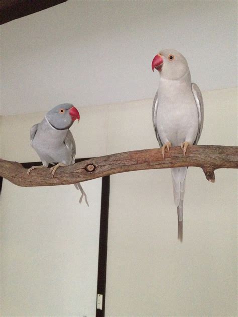 Ring Necked Parrot