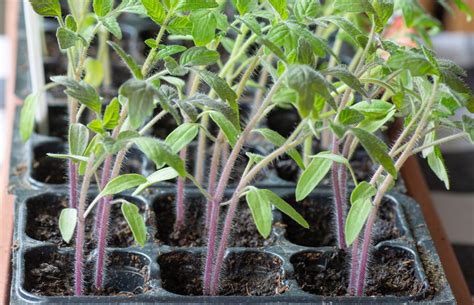 How To Properly Prune Tomatoes Patient Gardener