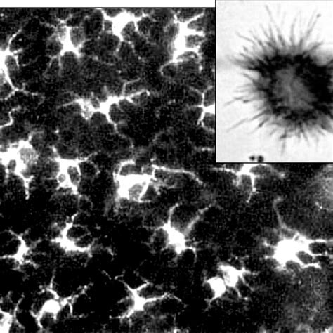 Dendritic Cell Morphology A A Network Of Dendritic Cells In Vivo Download Scientific