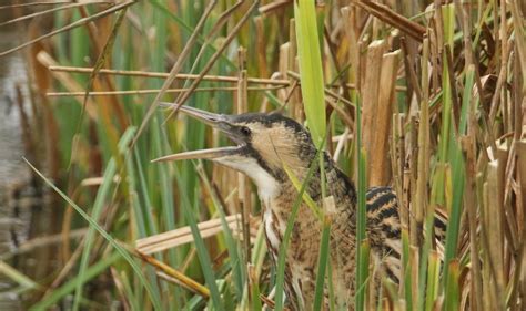 Britains ‘loudest Bird Booms Again After Decades Of Decline Science