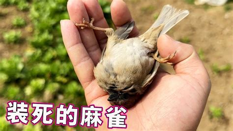 走的时候也不提前说一声，我不要面子吗？【天下一场梦】 Youtube