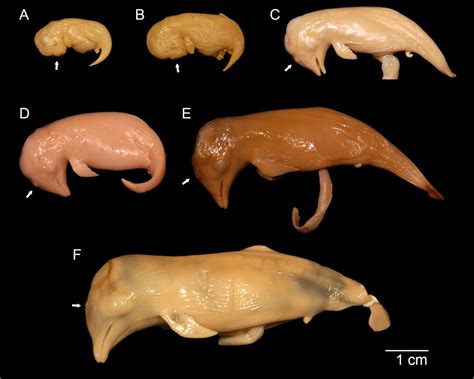 Two Ways To Weird How Whale Noses Moved To The Top Of Their Head Research Blog