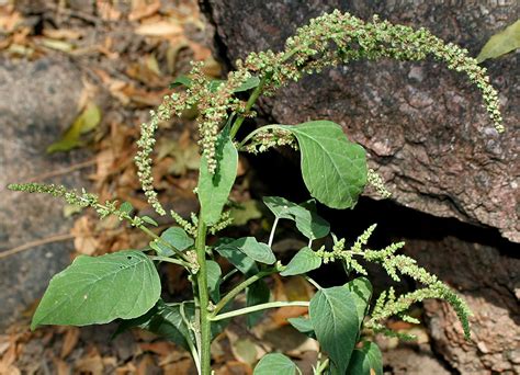 Amaranth Identification Eat The Weeds And Other Things Too