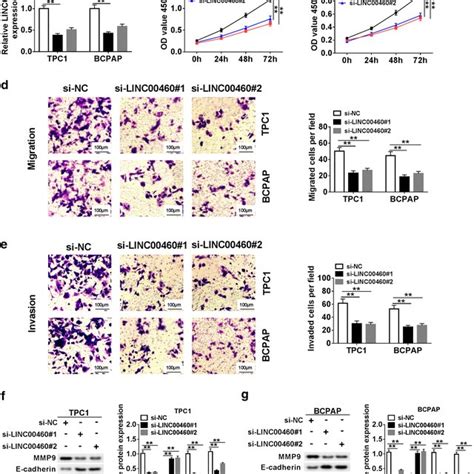 Linc00460 Knockdown Inhibited Proliferation Migration And Invasion In
