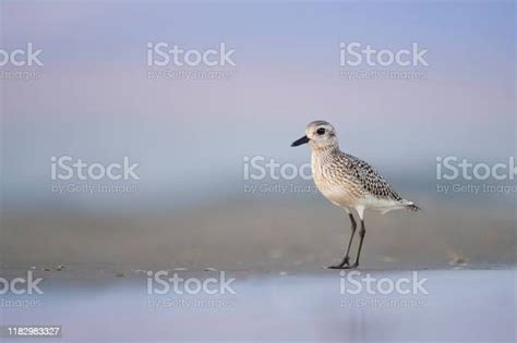파스텔 블루와 보라색 하늘과 물에 반사와 모래 해변에 젊은 검은 배 플로버 스탠드 0명에 대한 스톡 사진 및 기타 이미지 0명 갈색 개꿩 Istock