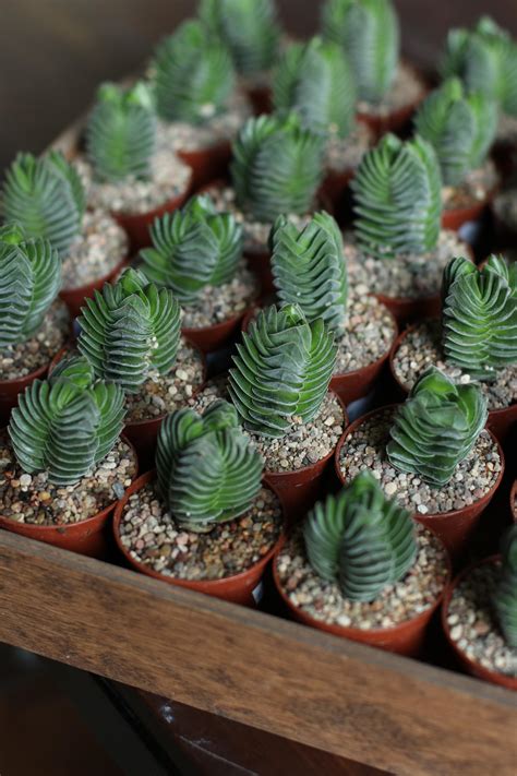 Крассула Храм Будды купить в Минске с доставкой | Cactus.by