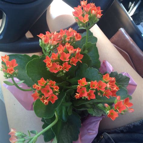 Untitled Rebeca•ᴥ• Flickr