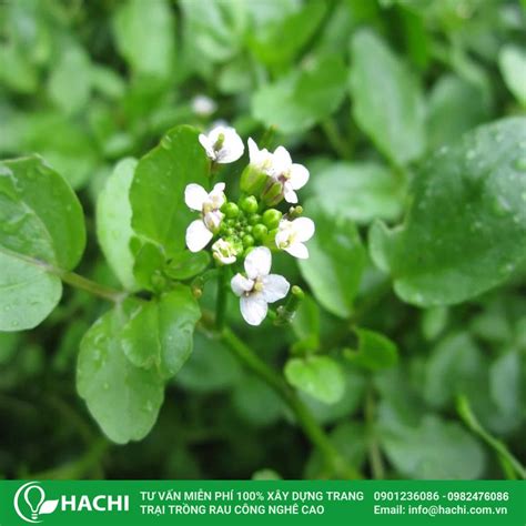 Xà Lách Xoong Nhật Trồng Thủy Sinh Cách Trồng Và Chăm Sóc