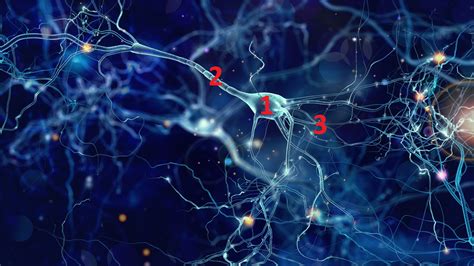 Neurons Different Parts Types And Morphologies Neuromedia