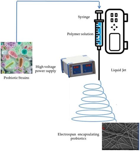 Encapsulation Of Probiotics Within Doublemultiple Layer Beadscarriers A Concise Review