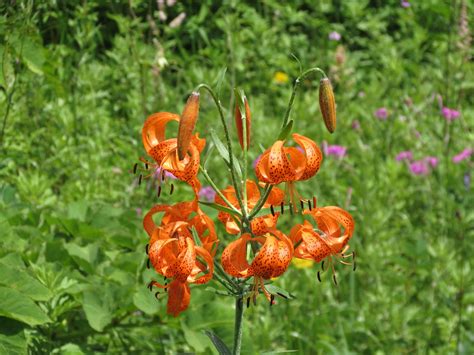 ひねもす蓼科 7月 花のハイシーズン八島湿原 黄色オレンジの花たち
