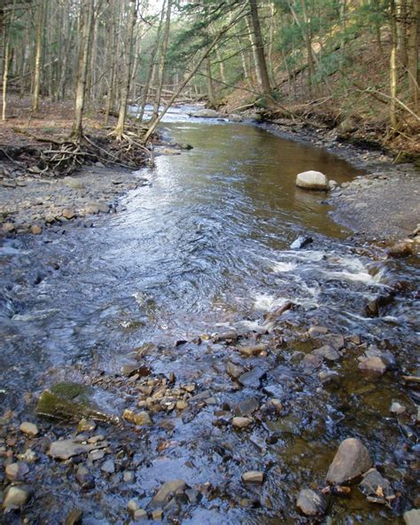 Brook Trout In Nys Appearance Habitat Spawning Tips