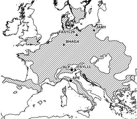 minimum spanning networks of haplotypes based on the whole a cpdna