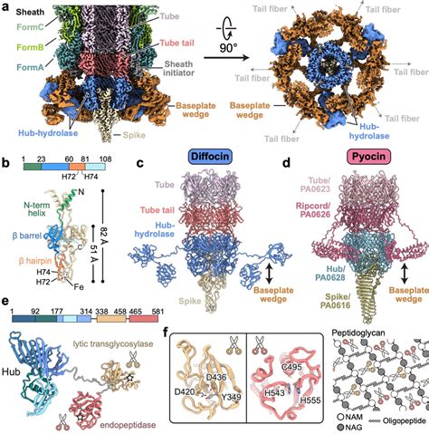Figure 2 From Atomic Structures Of A Bacteriocin Targeting Gram