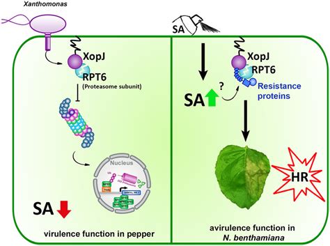 Model Of Xopjs Virulence And Avirulence Avr Function In A Host And
