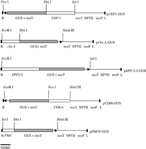 Schematic Representation Of The T Dna Regions Of The Five Constructs