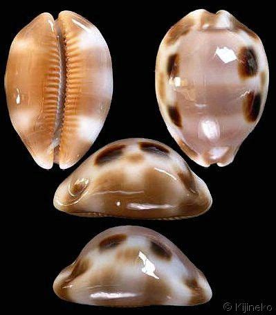 Luria Tessellata Sea Shells Shells Cowry Shell