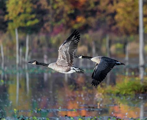 Canada Geese In Flight Photograph By David Wooldridge Fine Art America