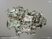 Cetrelia Japonica