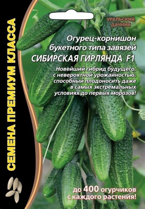 Сибирская Гирлянда Огурцы Отзывы Фото — Картинки фотографии