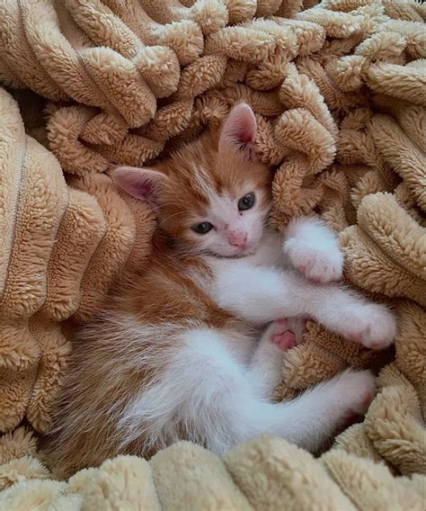 Lazy Kitten Kittens Cats And Kittens Pets