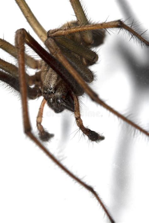 Close Up Of A Large Scary House Spider With Hairy Legs And Fangs Stock