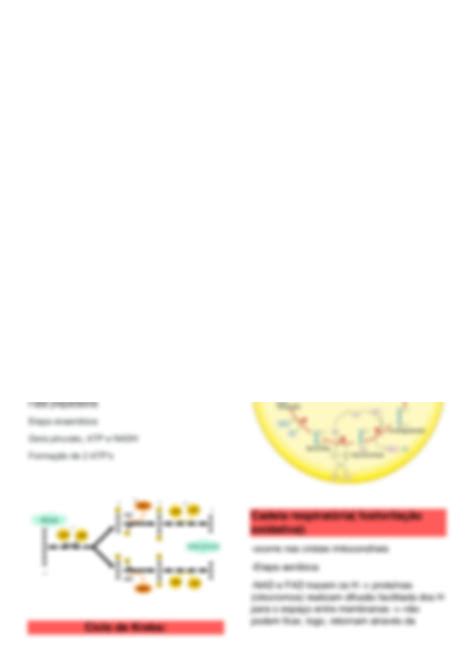 SOLUTION Metabolismo Energ Tico Studypool