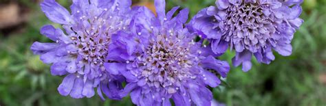 Fleurs Violettes Les Plus Belles Vivaces Et Arbustes Du Jardin