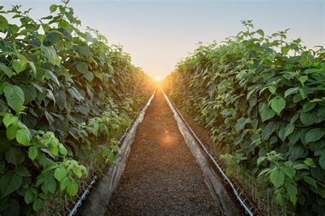 From Strawberry Roots To Berry Innovation Nourse Farms Ceo Shares