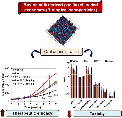 Milk Derived Exosomes For Oral Delivery Of Cancer Drugs Exosome Rna
