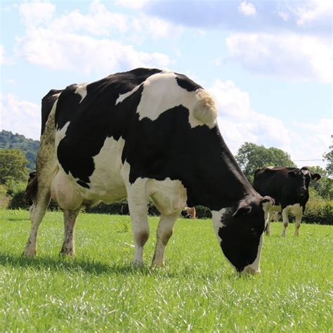 Lungworm Vaccination Crucial Ahead Of 2020 Grazing Season