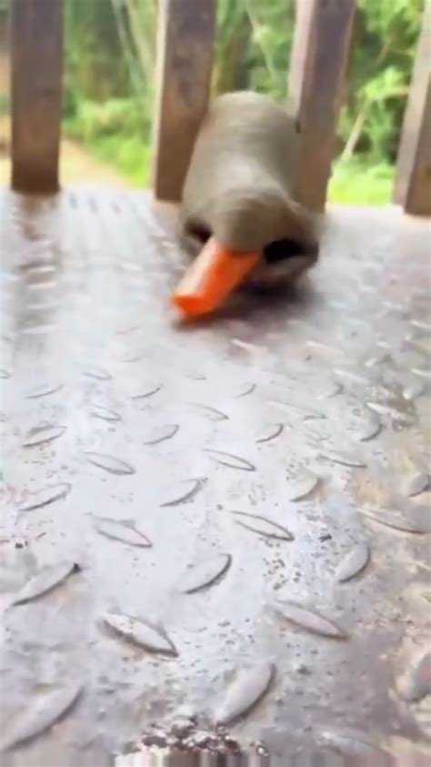 Big Snoot Snoot Love Carrots Rmademesmile