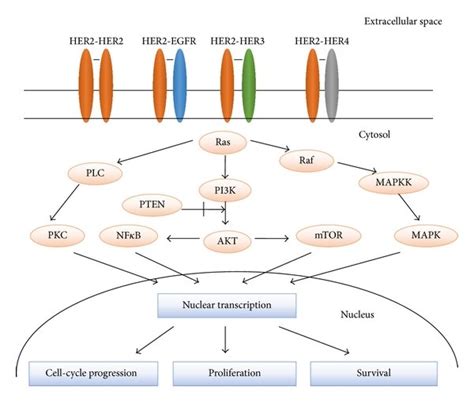Receptor Homodimerization Or Heterodimerization Leads To Activation Of Download Scientific