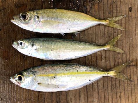 メアジマルアジマアジ見分け方わかりますか 堤防釣り魚特徴紹介