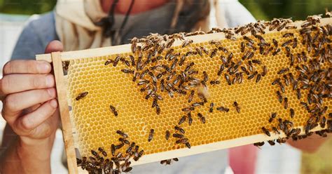 양봉가는 화창한 날에 야외에서 꿀벌로 가득 찬 벌집과 함께 일합니다 사진 Unsplash의 꿀벌 이미지