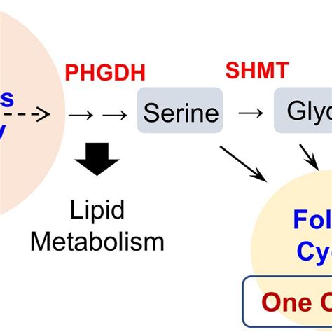 Glycine Blocks The Inhibitory Effects Of Shmt2 Knockdown On Lipid