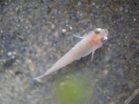 メダカの飼い方で困っている人必見画像でわかる病気の事 猫画像どっと 猫ブログ