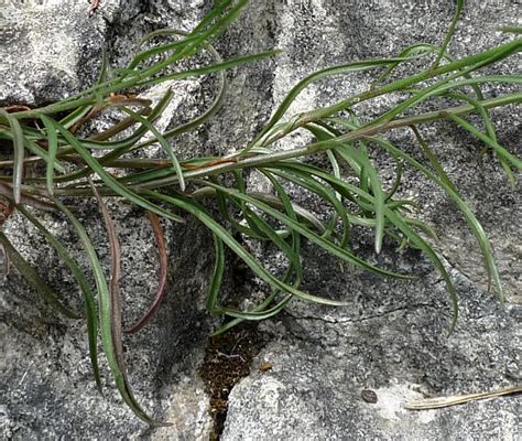 Harebell Hare Bell Hair Wild Flower Finder