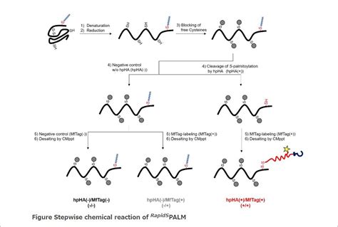 S Palmitoylation Products Bdl・biodynamics Laboratory Inc