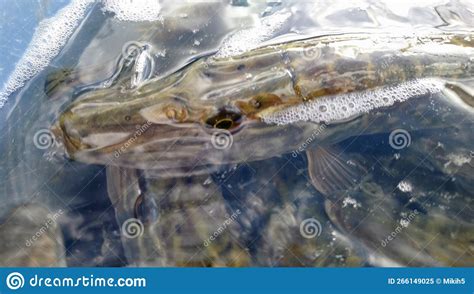 Esox Lucius Northern Pike In Tank Ready To Stock To Freshwater