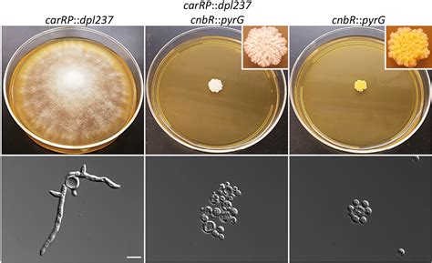 Mucor Circinelloides Semantic Scholar
